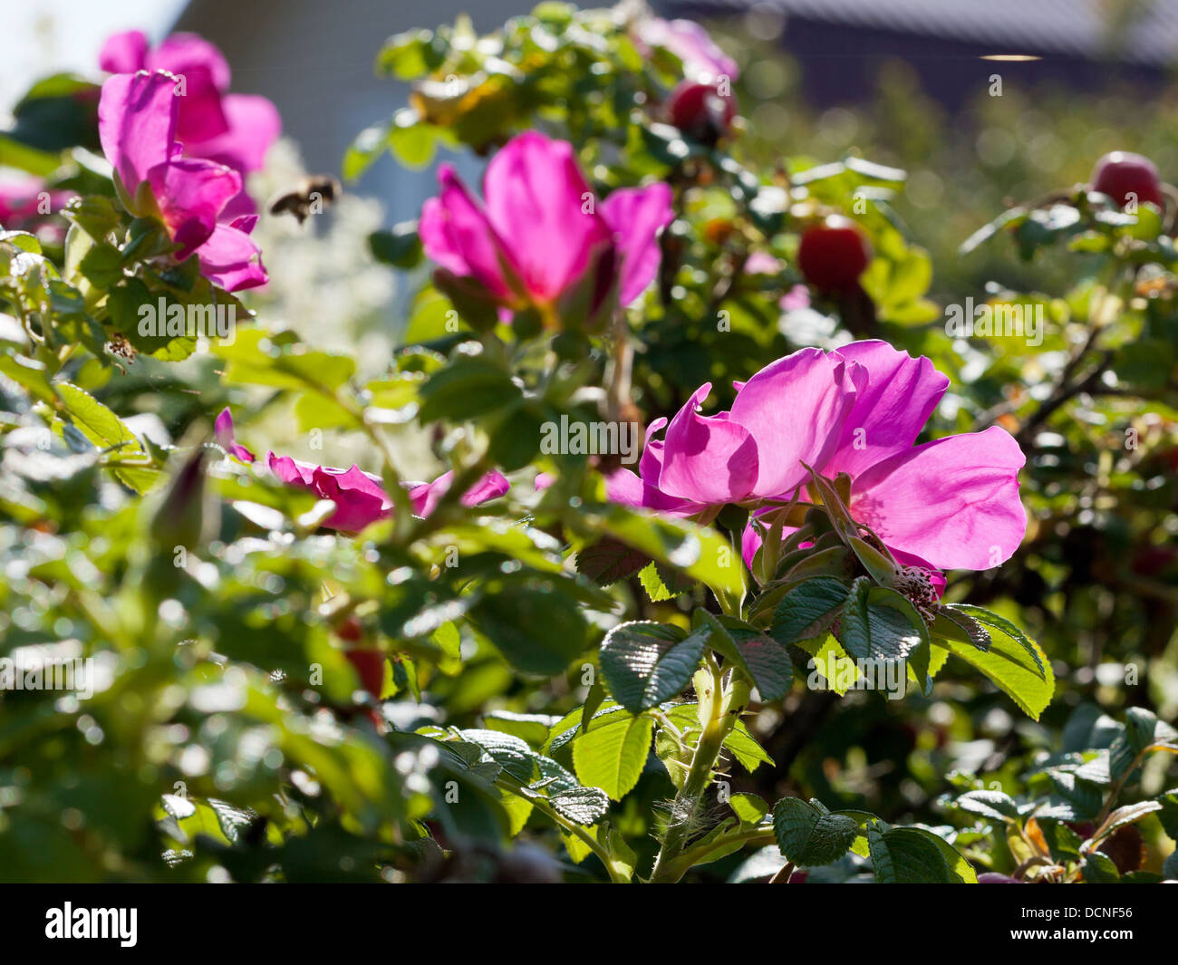 thickets of wild rose with pink flowers in summer day Stock Photo - Alamy