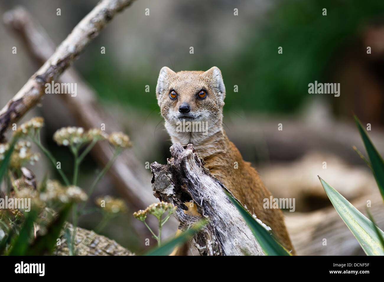 Of a mongoose hi-res stock photography and images - Alamy