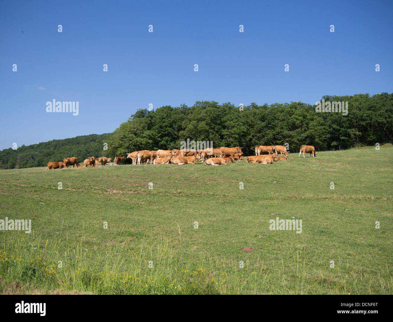 Cows huddled together on a hot day in the French countryside in ...