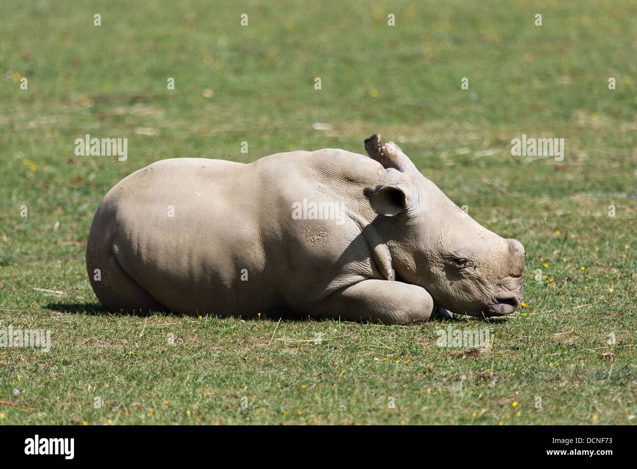 A young rhinoceros lying down in the sun Stock Photo - Alamy