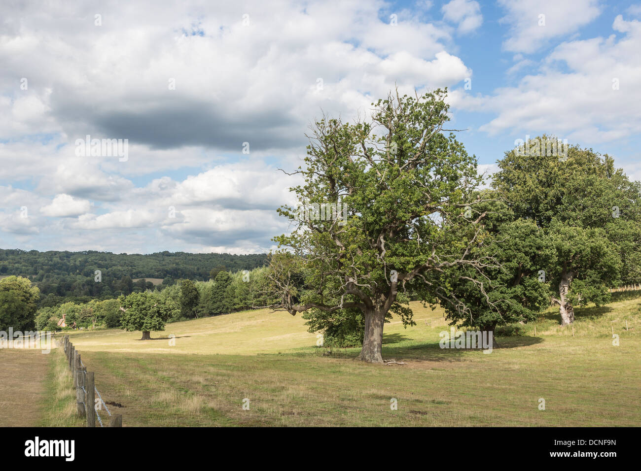 Unhealthy oak tree in pretty countryside at Shere, Surrey, England in ...