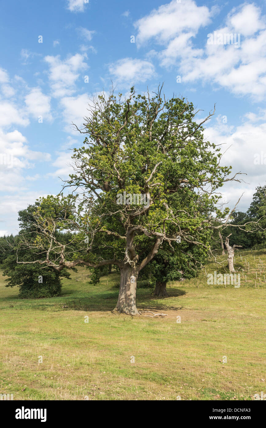 Unhealthy oak tree in unspoiled countryside in summer at Shere, Surrey ...