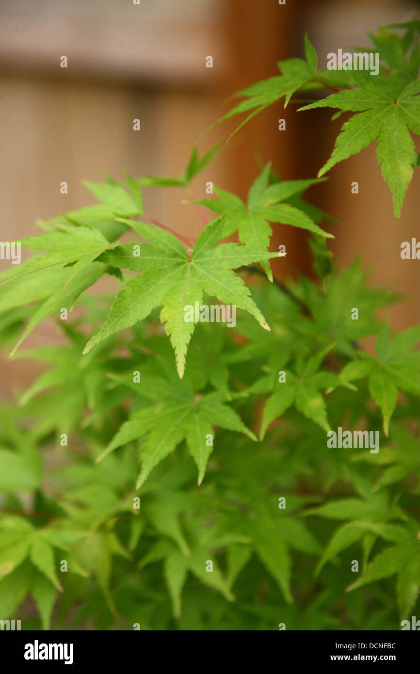Japanese maple leaves hi-res stock photography and images - Alamy