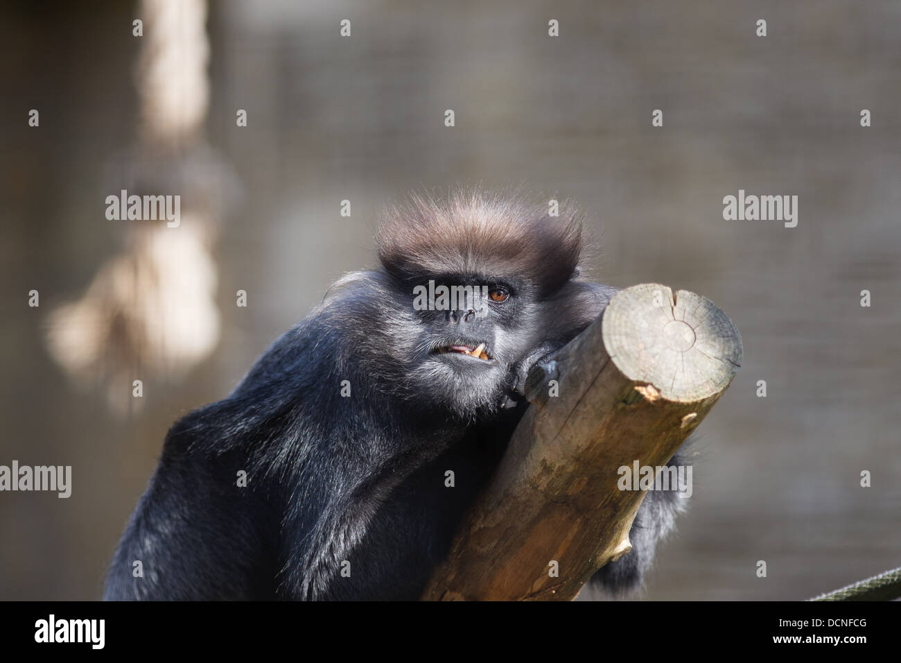 Gibbon monkey hi-res stock photography and images - Alamy