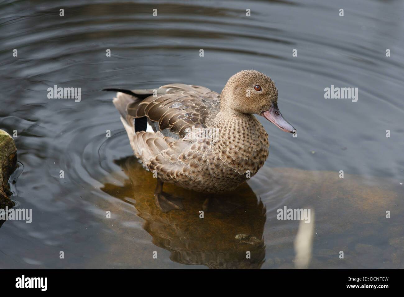 Duck standing looking camera hi-res stock photography and images - Alamy