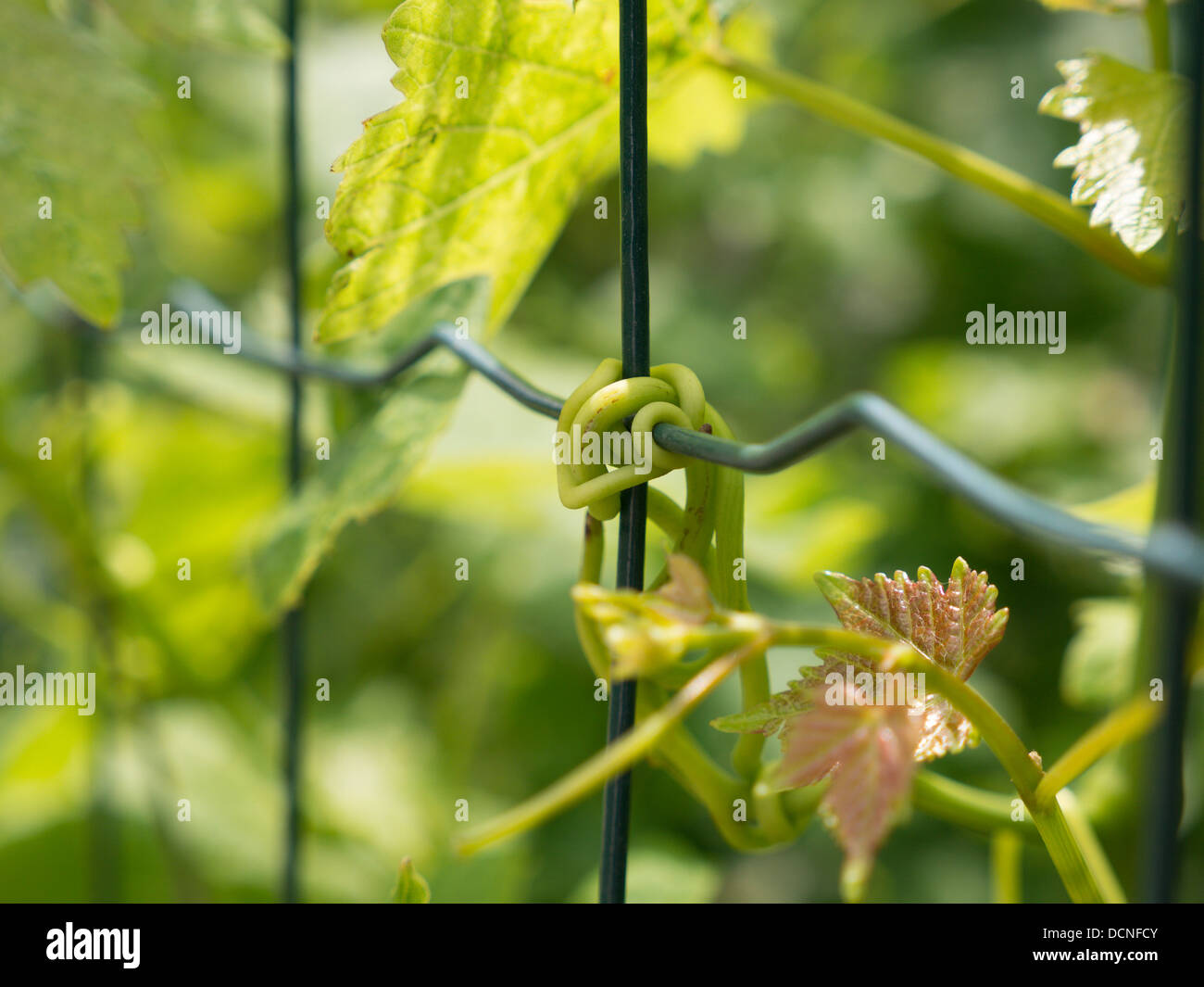 Vines twist around a fence as they spread and take root Stock Photo - Alamy