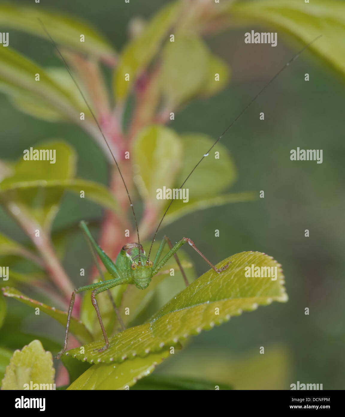 Speckled bush cricket uk hi-res stock photography and images - Alamy