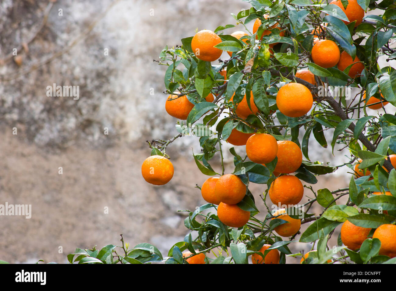 orange tree in Andalusia, Spain Stock Photo - Alamy