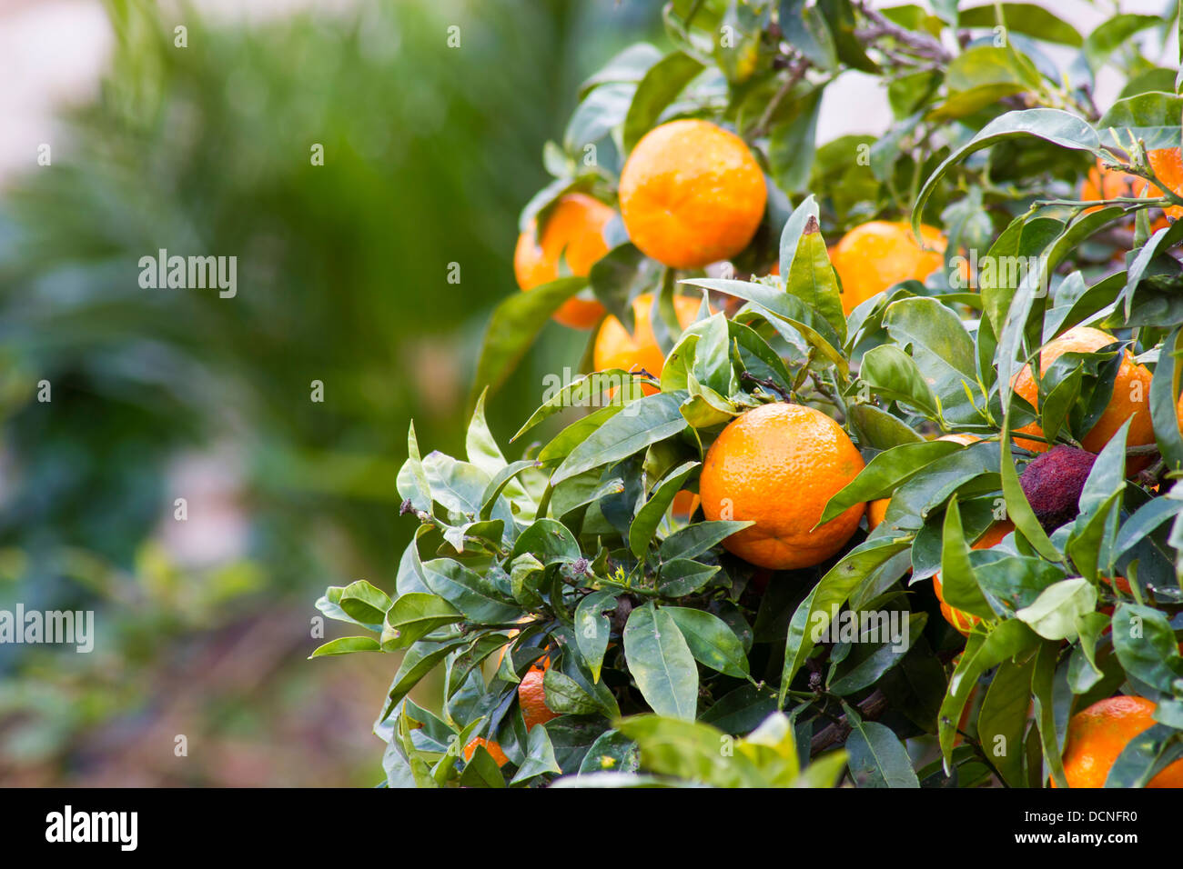 Citrus tree farming hi-res stock photography and images - Alamy