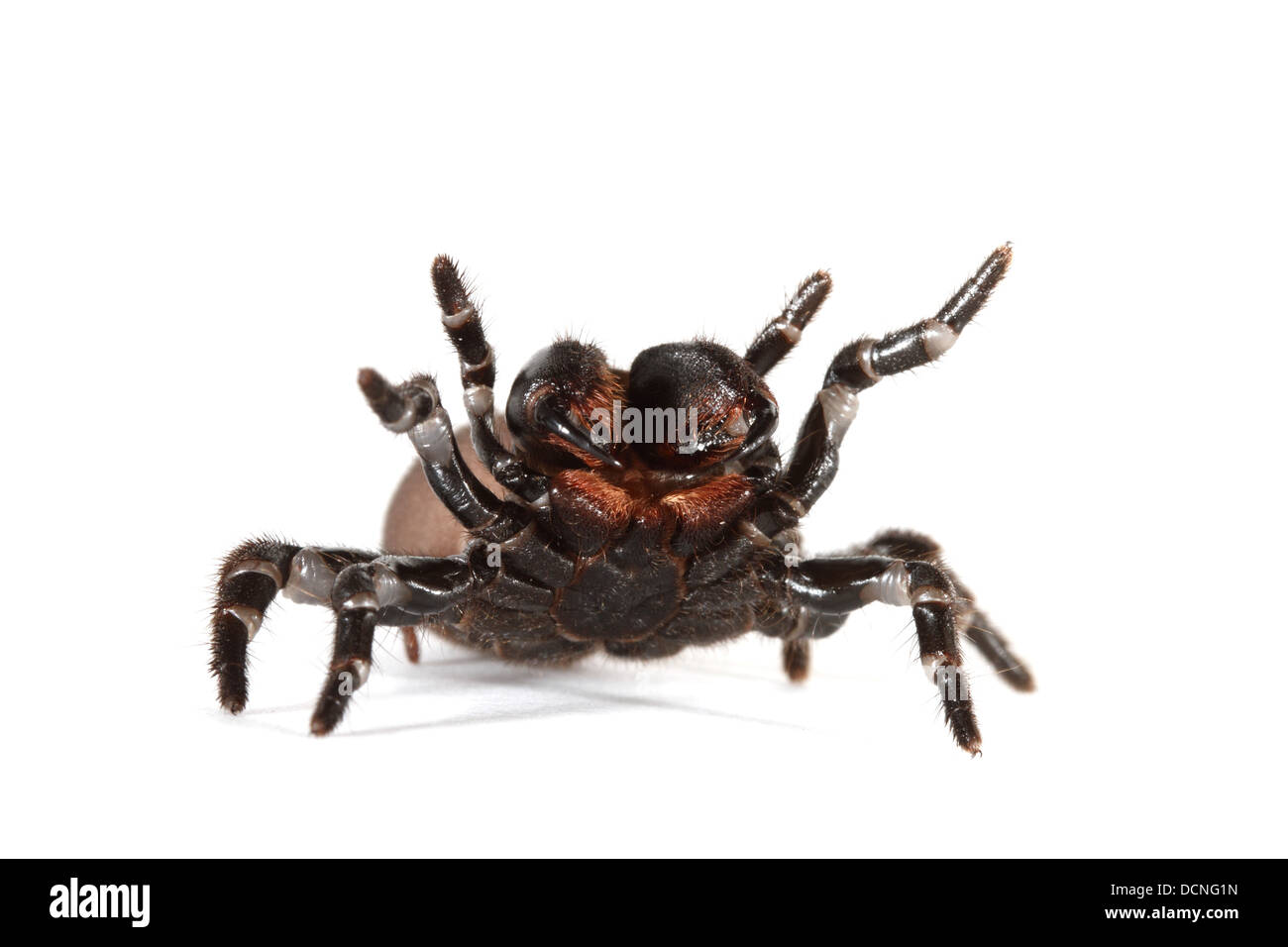 Mouse spider hi-res stock photography and images - Alamy