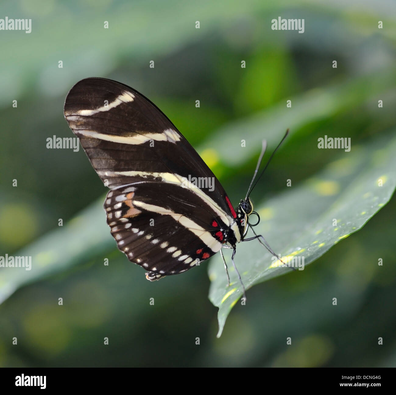 Tropical butterfly hi-res stock photography and images - Alamy