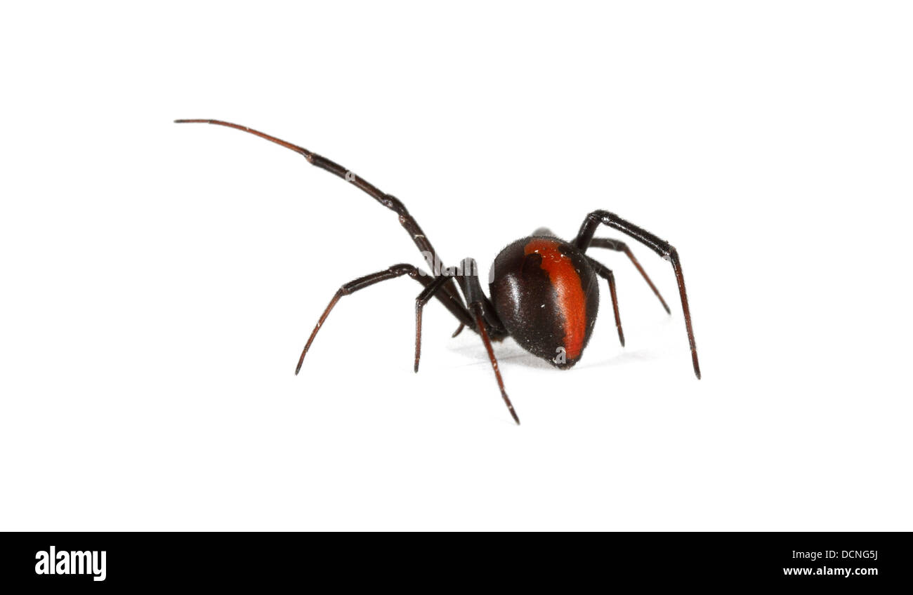 redback spider photographed on a white background, digitally adjusted ...