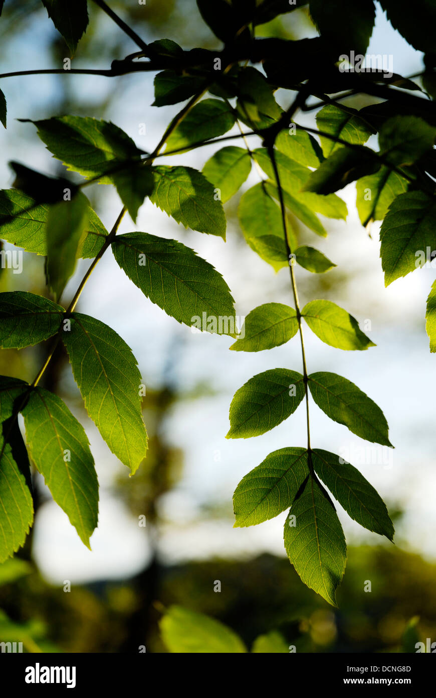 Ash Tree Leaves Sunlight High Resolution Stock Photography and Images ...