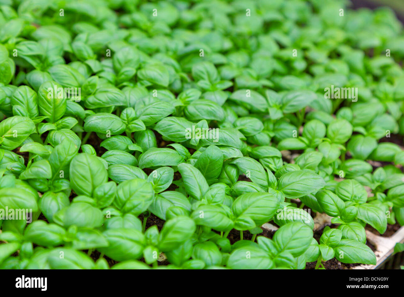 green leaves of fresh basil. used in cooking in Italy Stock Photo - Alamy