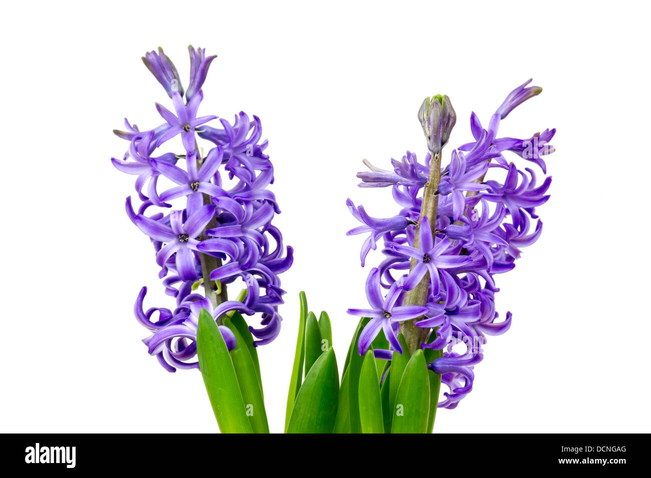 Hyacinthus Flower High Resolution Stock Photography and Images - Alamy