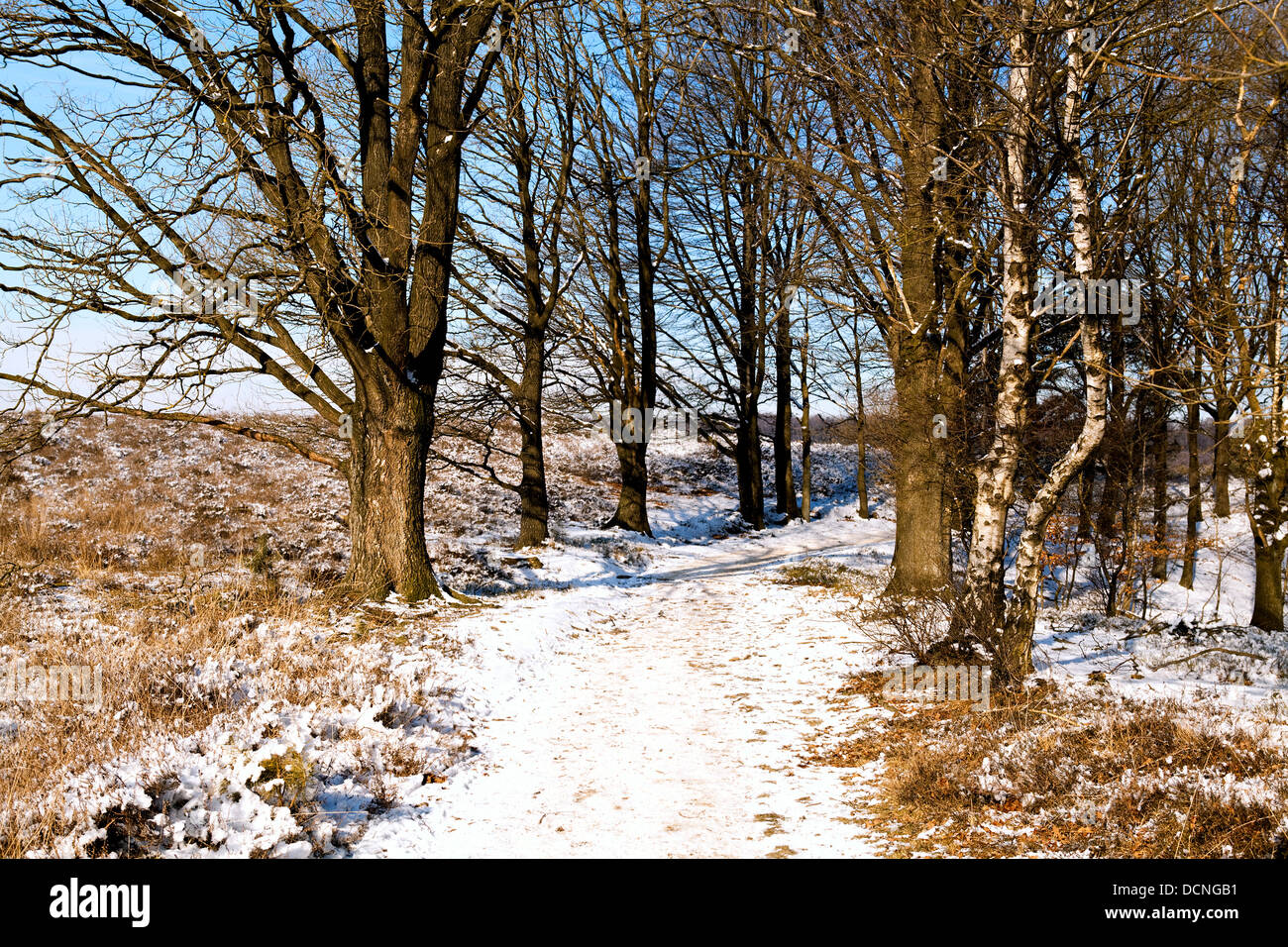 path in the winter forest Stock Photo - Alamy