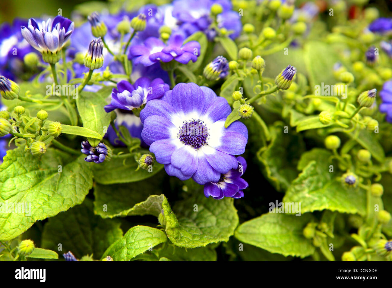 Blue cineraria flower hi-res stock photography and images - Alamy