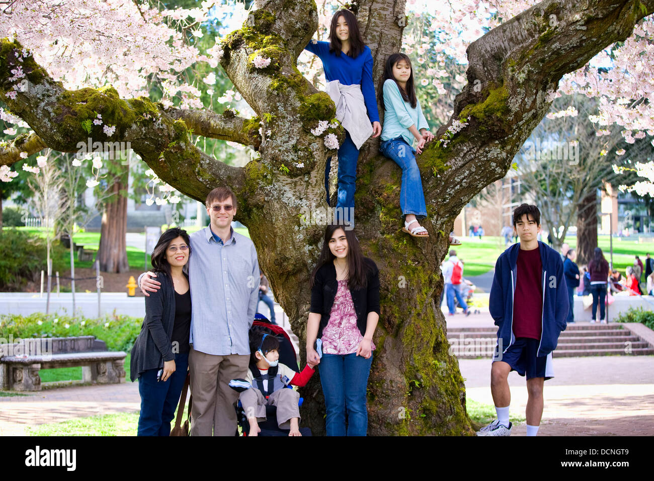 Family of seven by large cherry tree in full bloom Stock Photo - Alamy