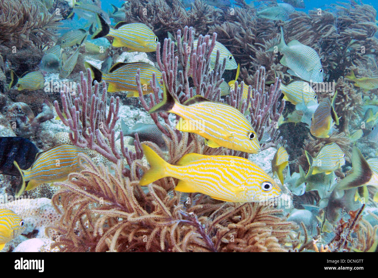 Mollasses reef hi-res stock photography and images - Alamy