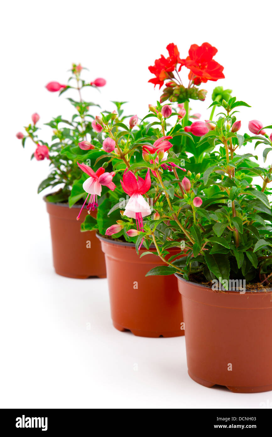 blooming fuchsia and geranium in the pot, isolated on a white ba Stock ...