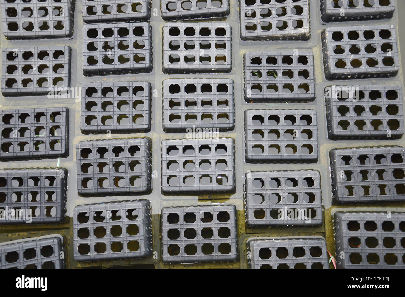 black boxes crab on soft-shelled crab farming ponds Stock Photo - Alamy
