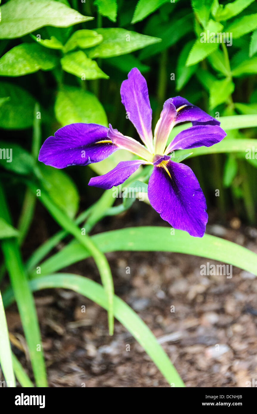 Annie dupont formal garden hi-res stock photography and images - Alamy