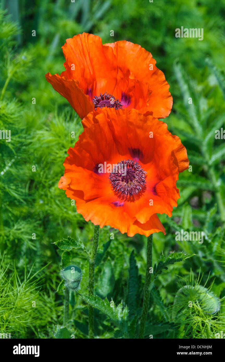 Colonial williamsburg virginia hi-res stock photography and images - Alamy