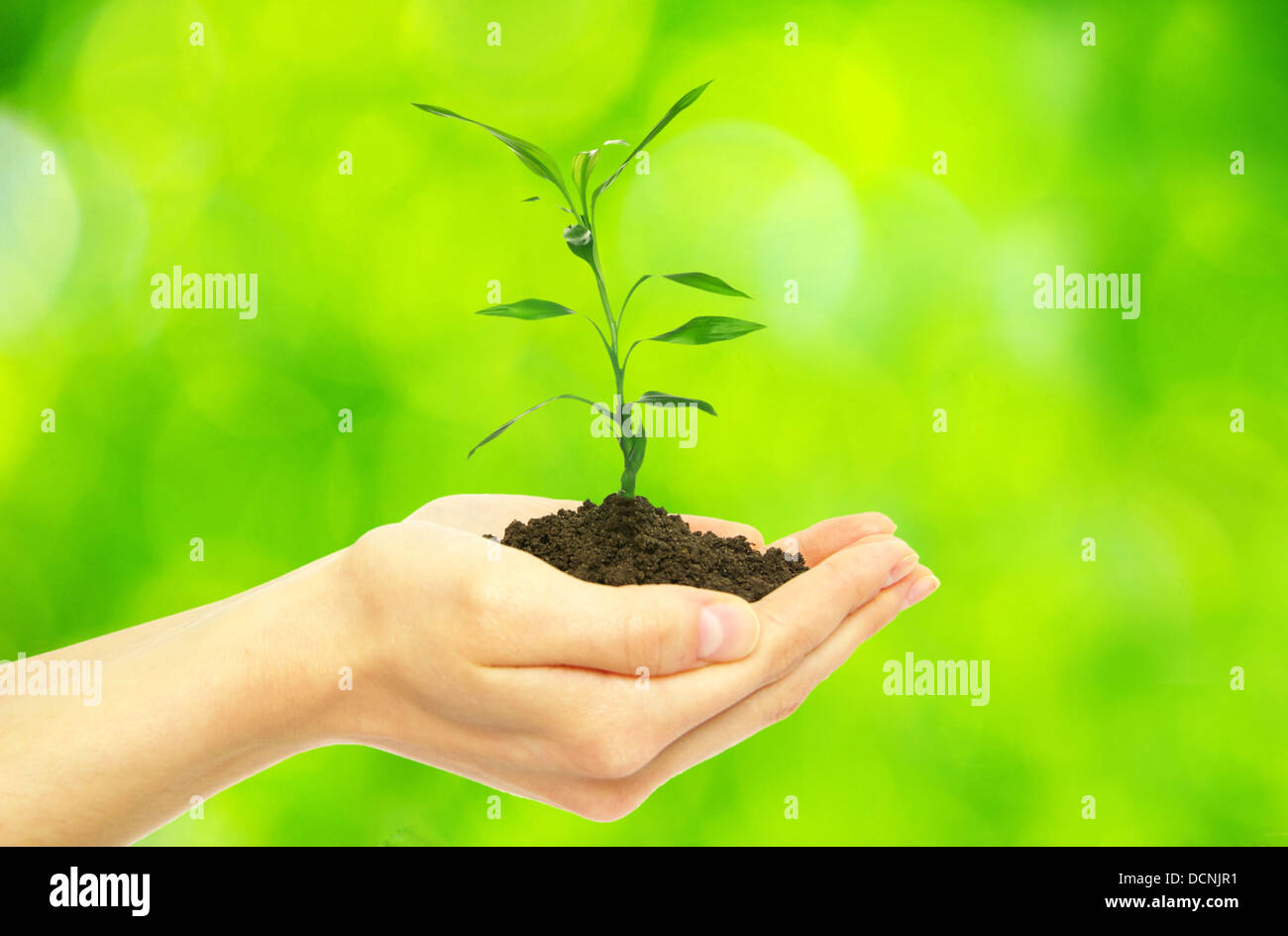 plant in hands Stock Photo - Alamy