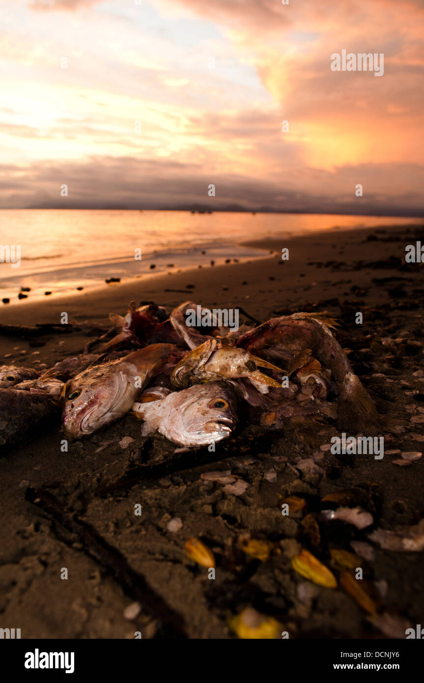Dead fish at the beach, in sunset/sunrise time, twilight hour Stock ...