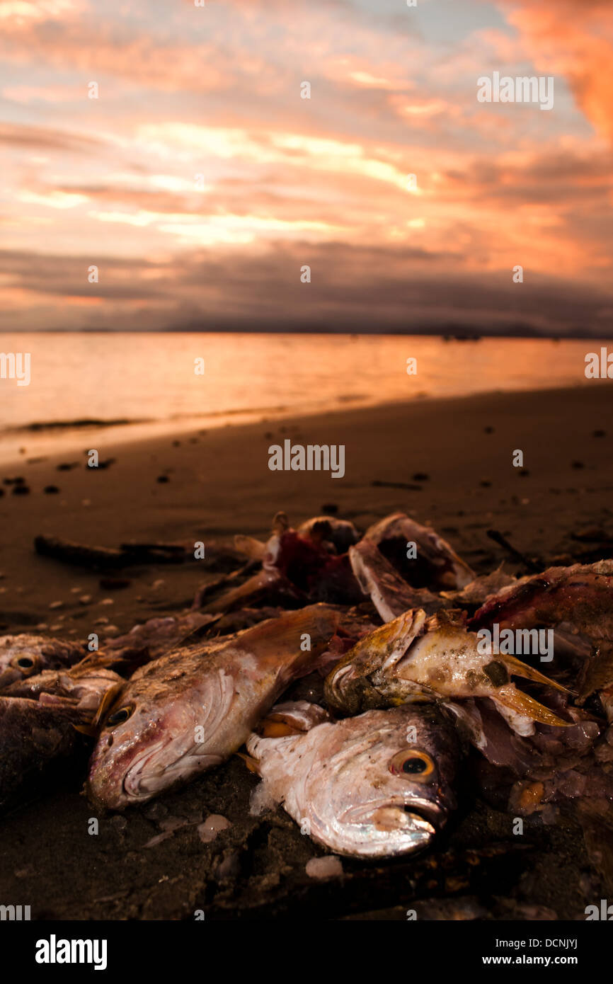 Dead fish beach pollution hi-res stock photography and images - Alamy