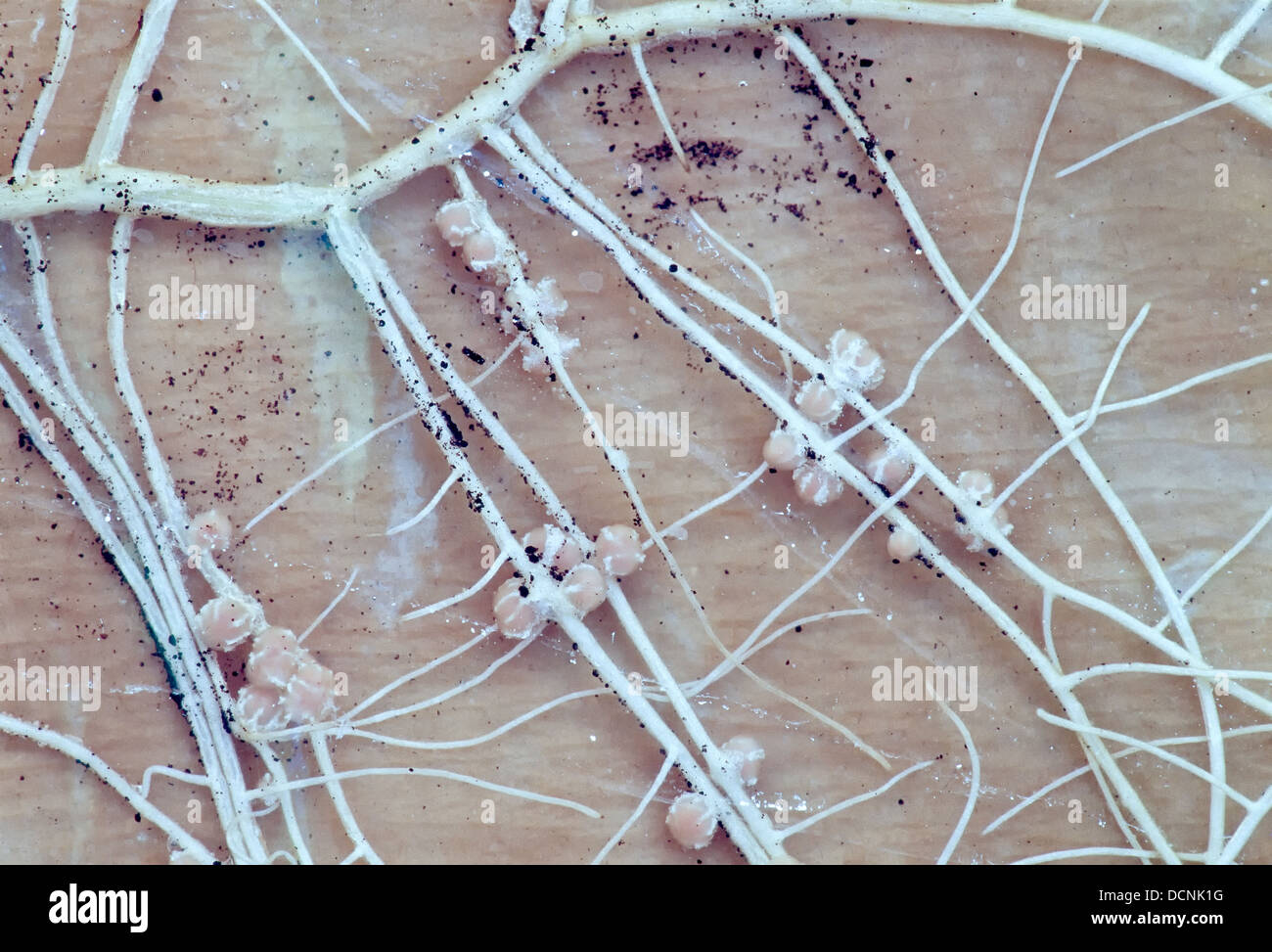 Symbiotic root nodules on Birdsfoot trefoil Stock Photo - Alamy