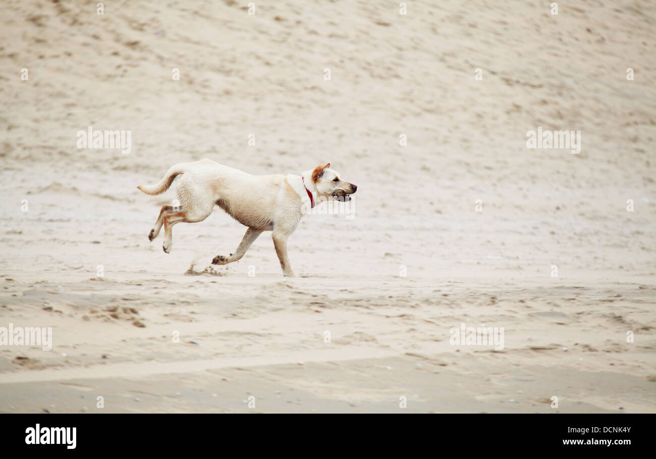 running dog outdoor Stock Photo - Alamy