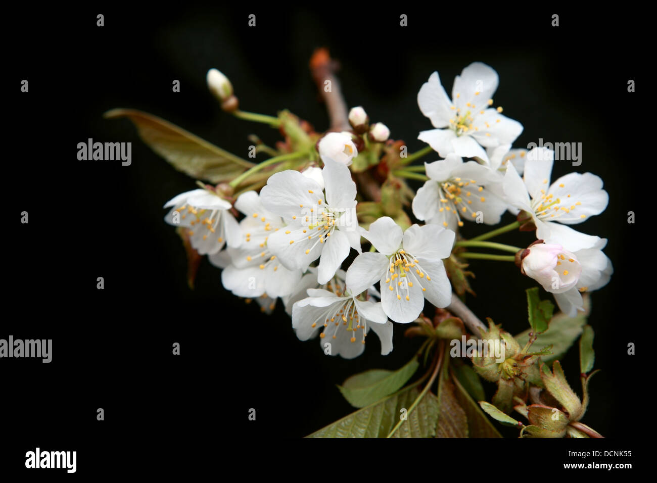 cherry tree flowers Stock Photo - Alamy