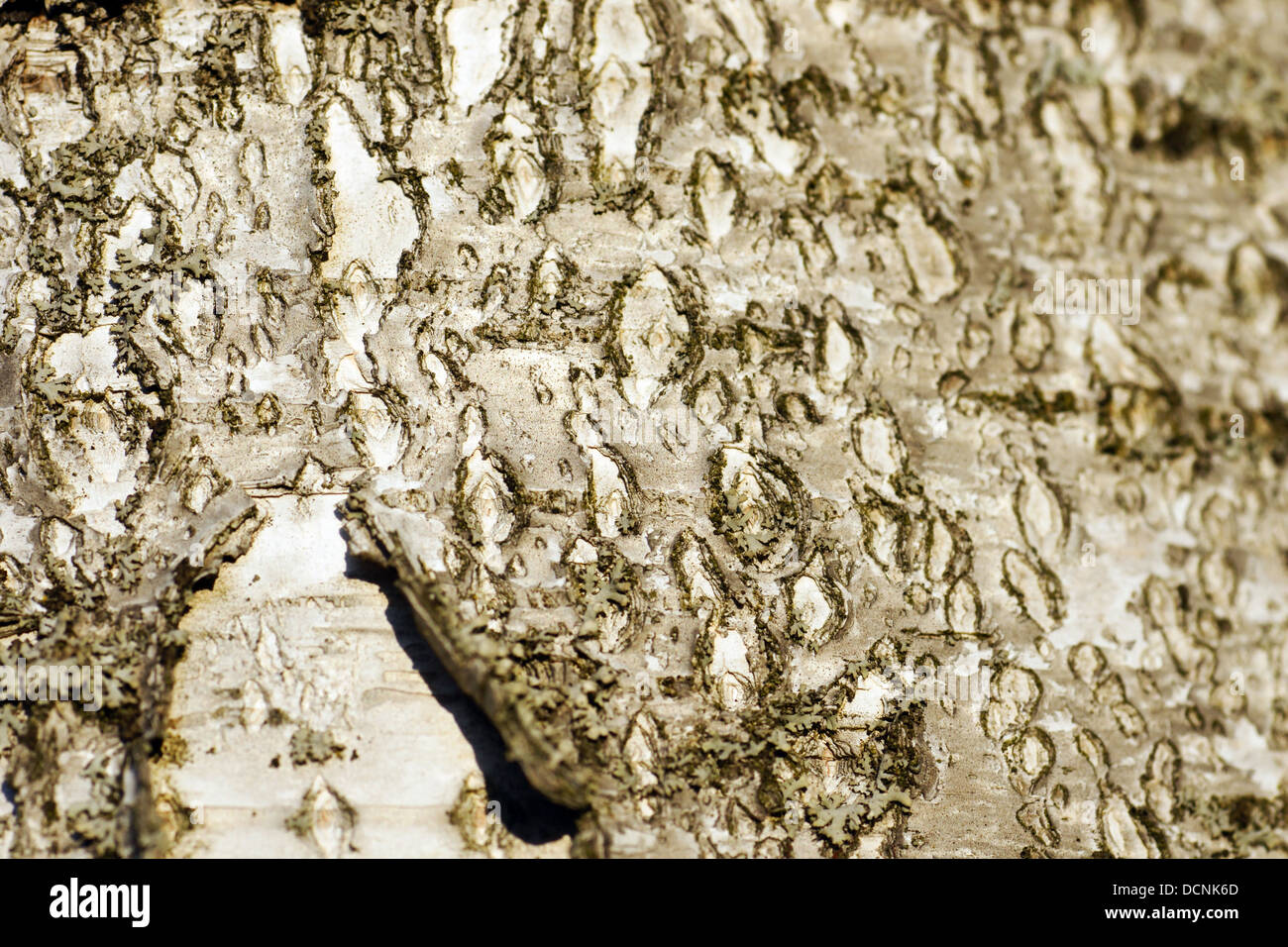 Paper birch macro background Stock Photo - Alamy