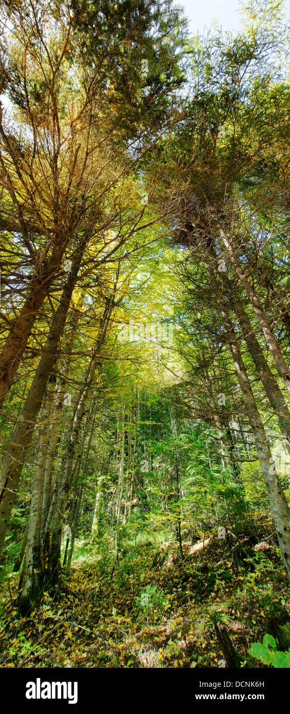 Thick forest hi-res stock photography and images - Alamy