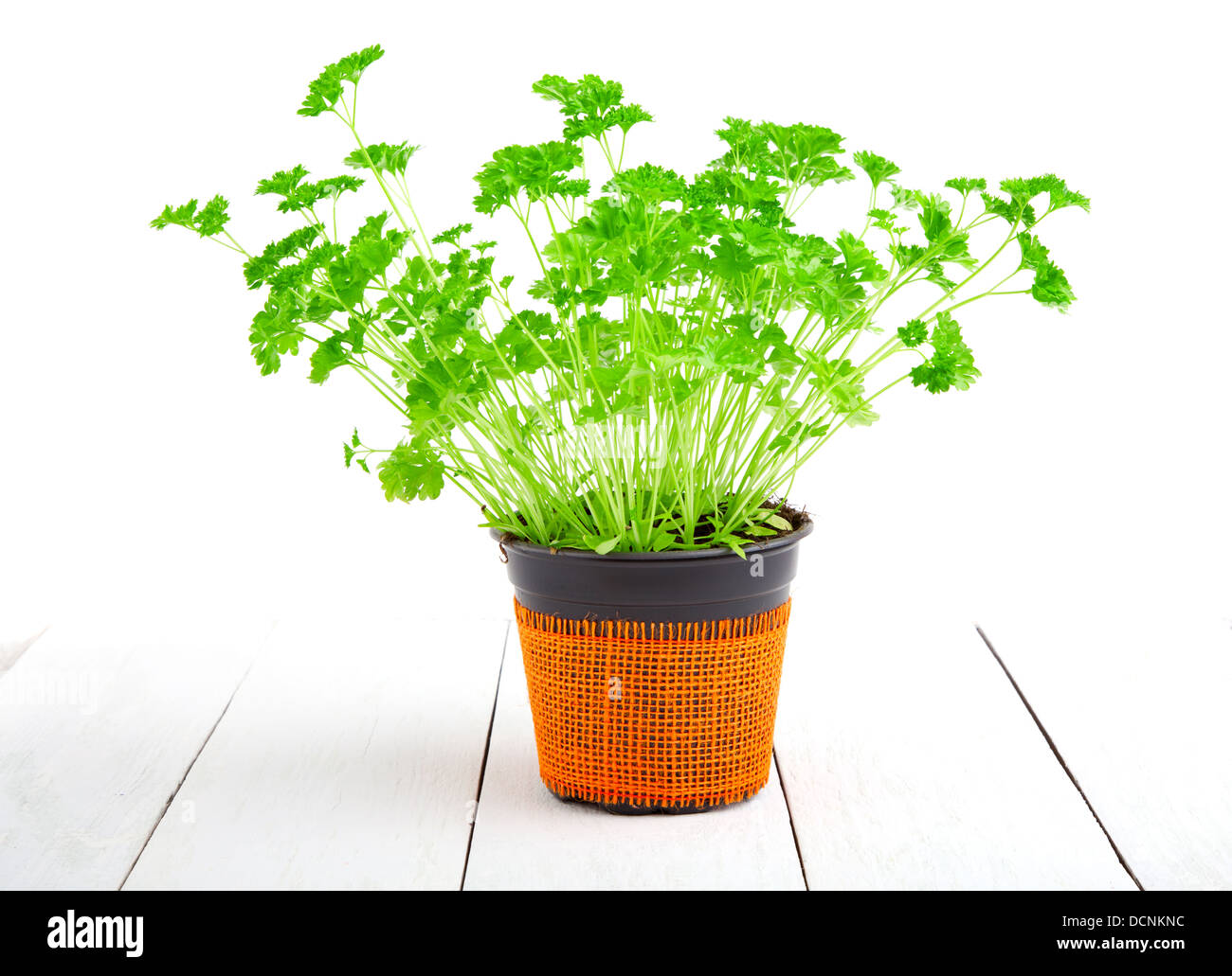 parsley isolated on white background Stock Photo - Alamy