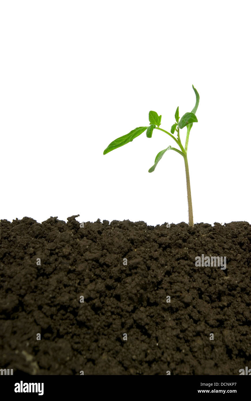 Little green plant Stock Photo - Alamy