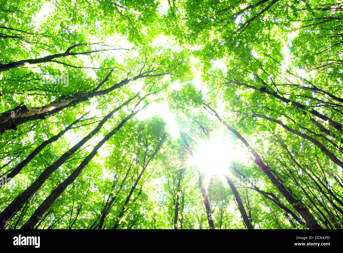 beautiful green forest Stock Photo - Alamy