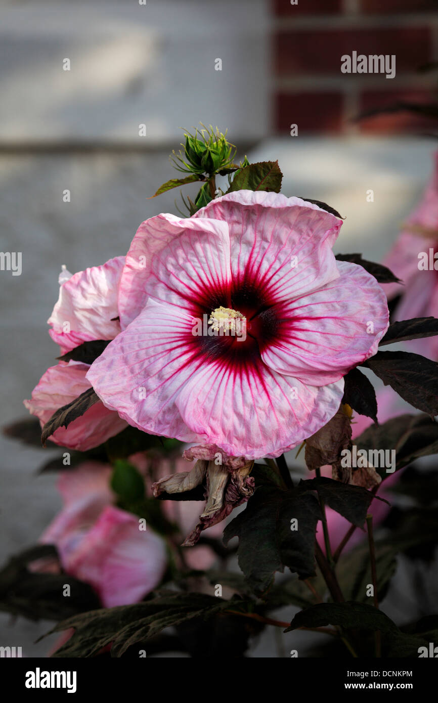 Purple hibiscus hi-res stock photography and images - Alamy