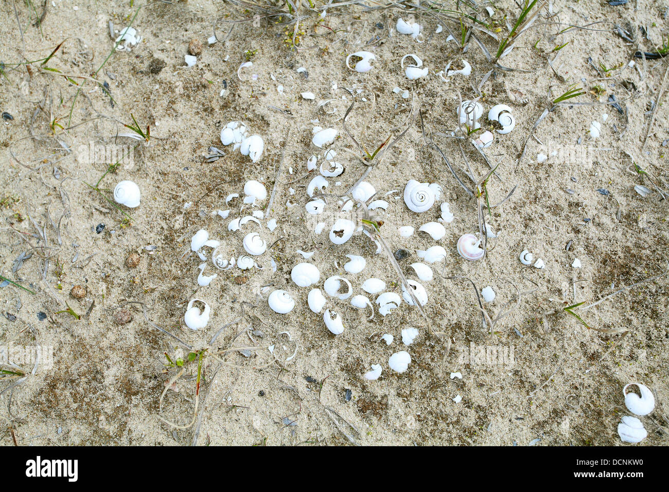 backgrounds with sand and shells Stock Photo - Alamy