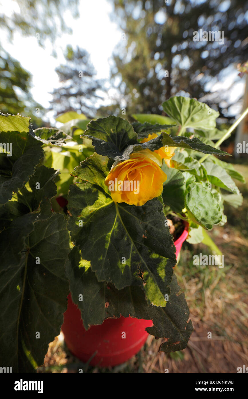 Yellow begonia flower Stock Photo - Alamy