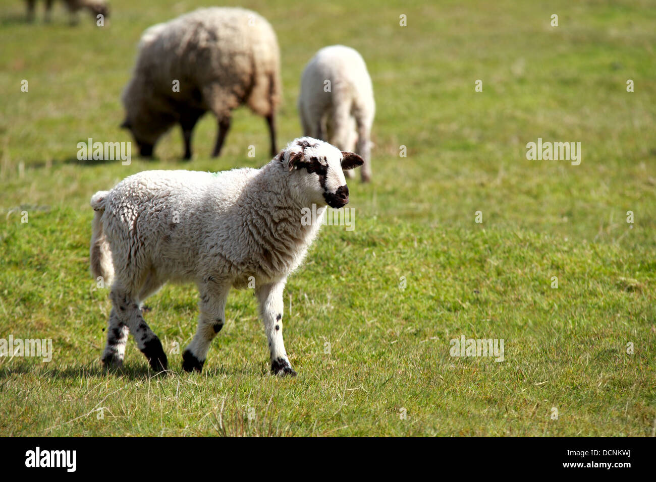 Dutch lamb walking Stock Photo - Alamy