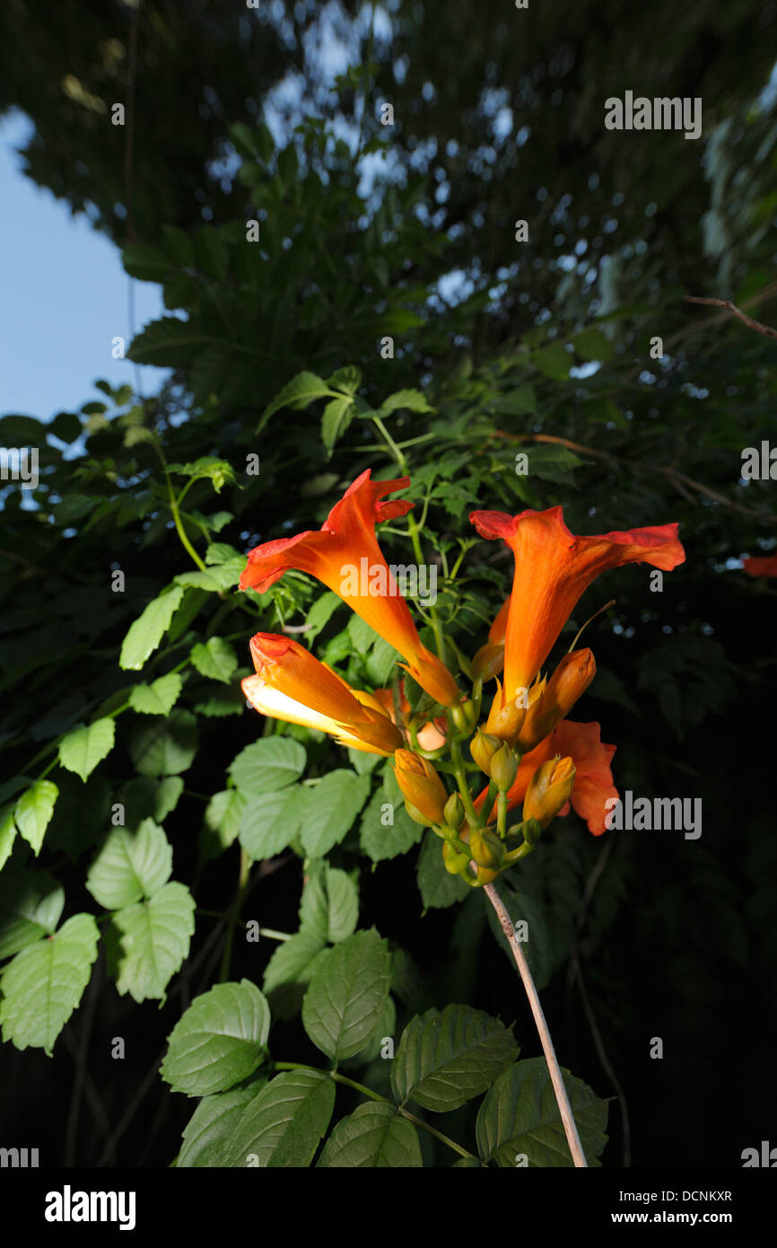 Trumpet vine flowers Stock Photo - Alamy