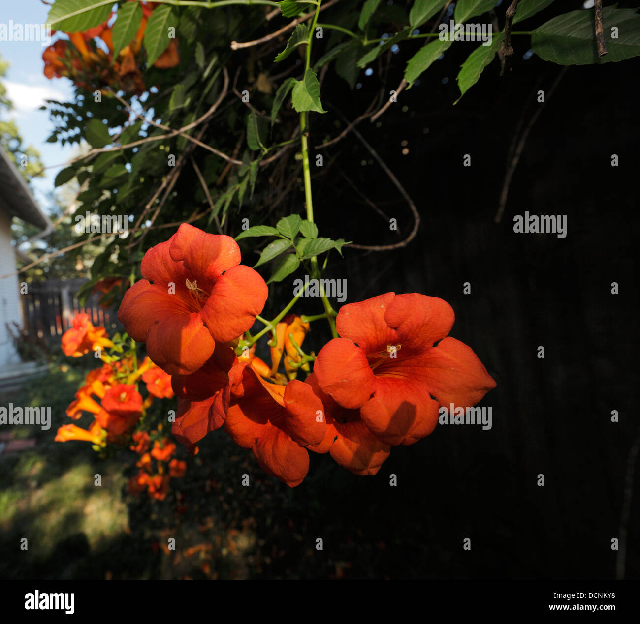 Trumpet vine flowers hi-res stock photography and images - Alamy