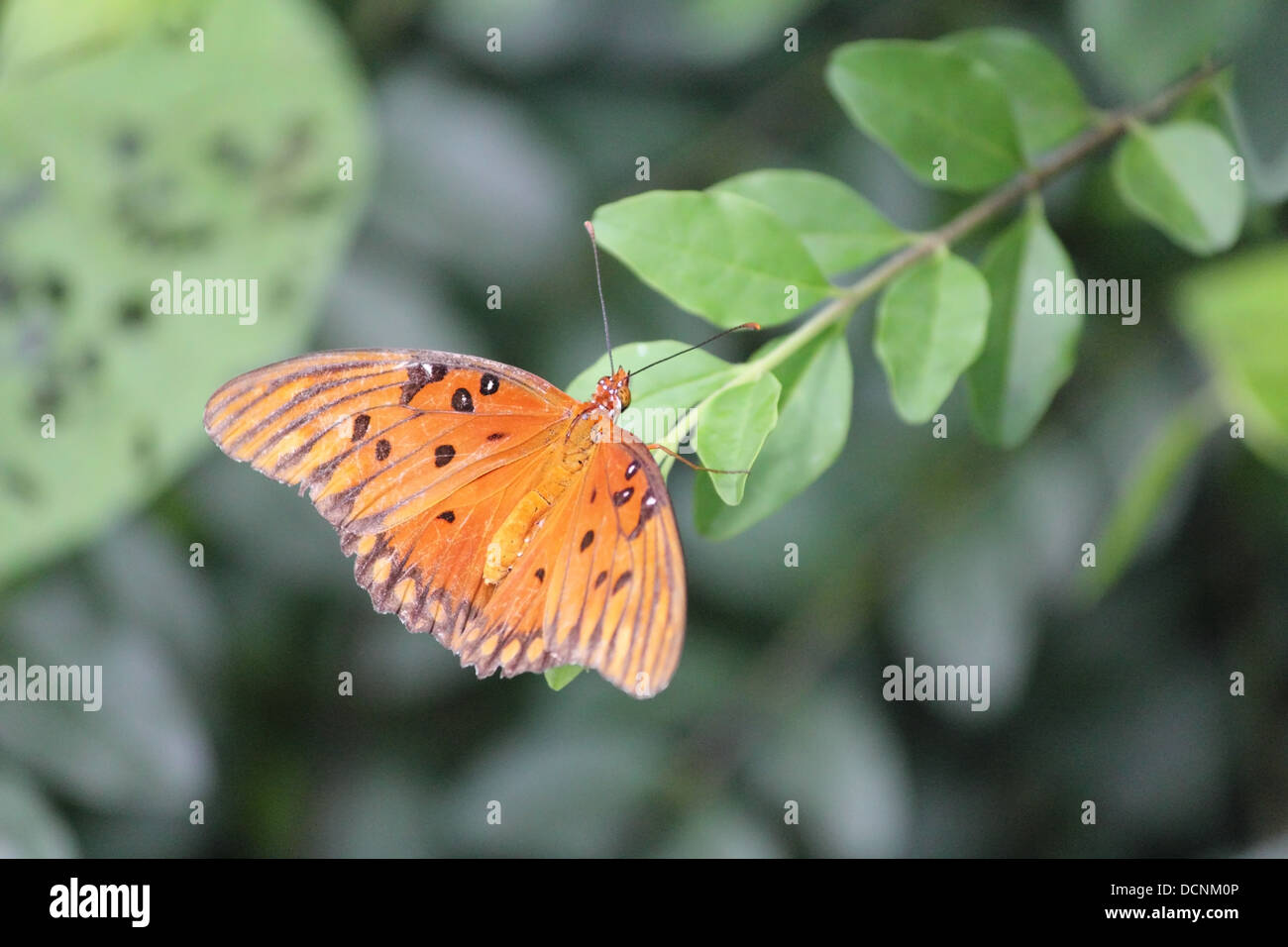Gulf Fritillary Butterfly Stock Photo - Alamy