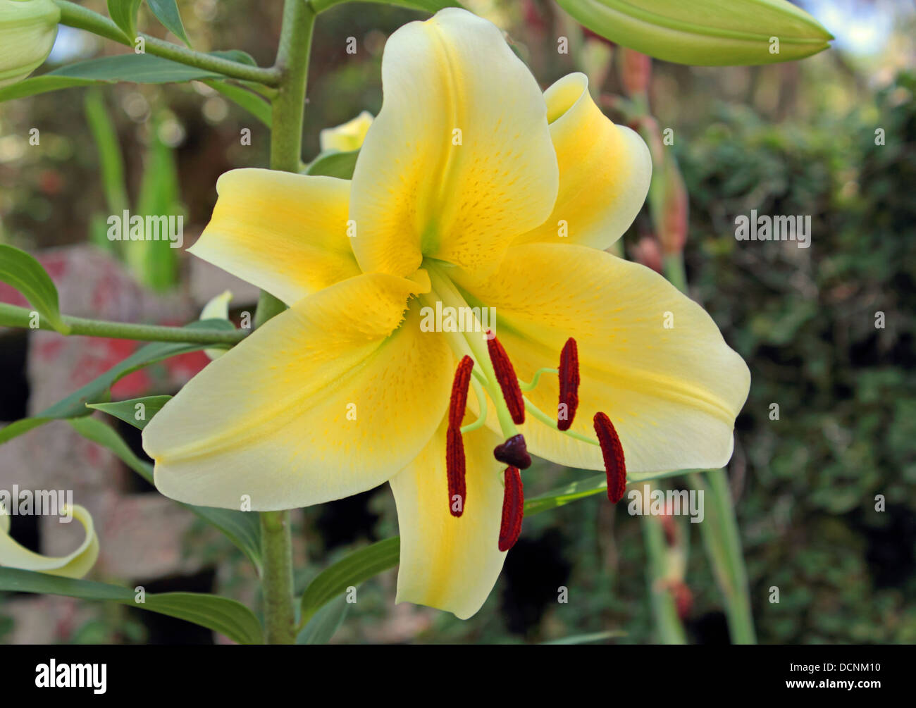 Lily lilium flower hi-res stock photography and images - Alamy