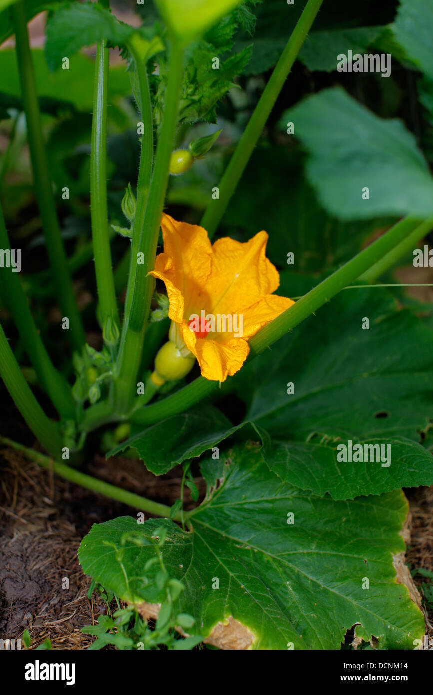 Summer squash flower Stock Photo - Alamy