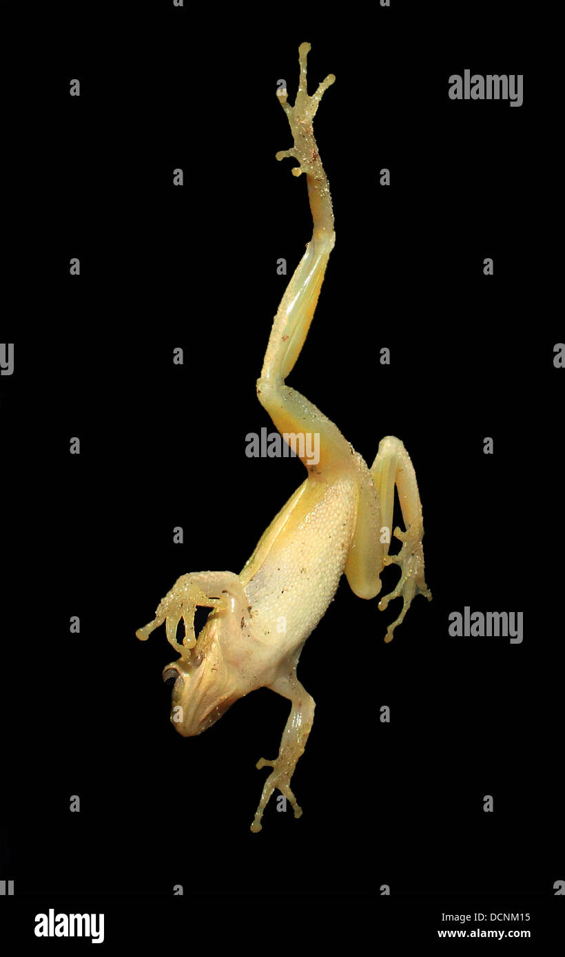 Frog on a Window Stock Photo - Alamy