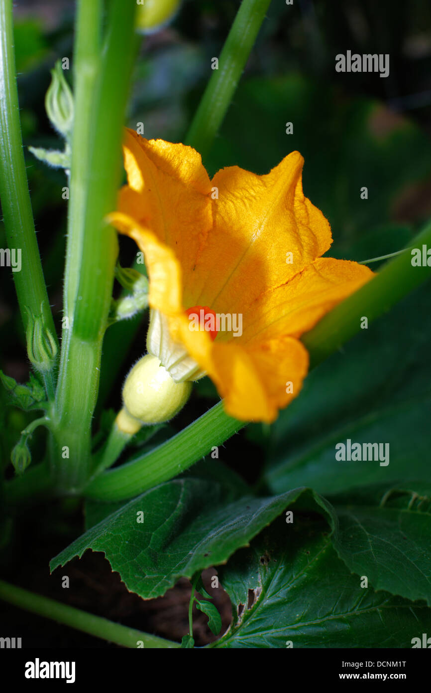 Summer squash flower Stock Photo - Alamy
