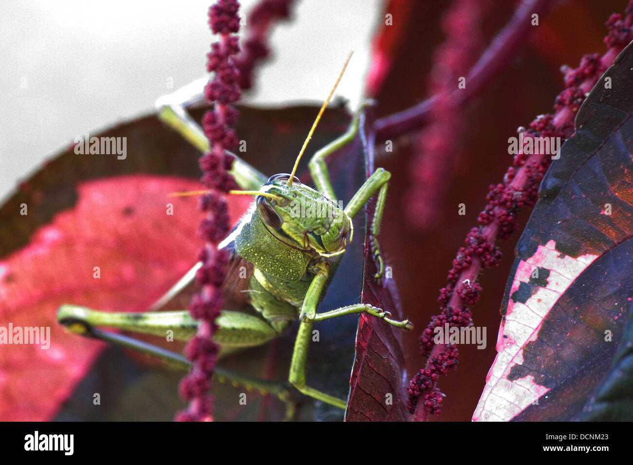 Grass hopper on flower Stock Photo - Alamy